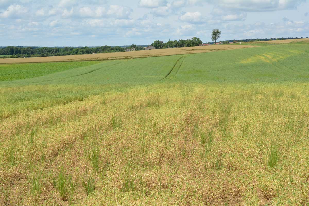 Planting a cover crop before spring peas | KUHN farm machinery