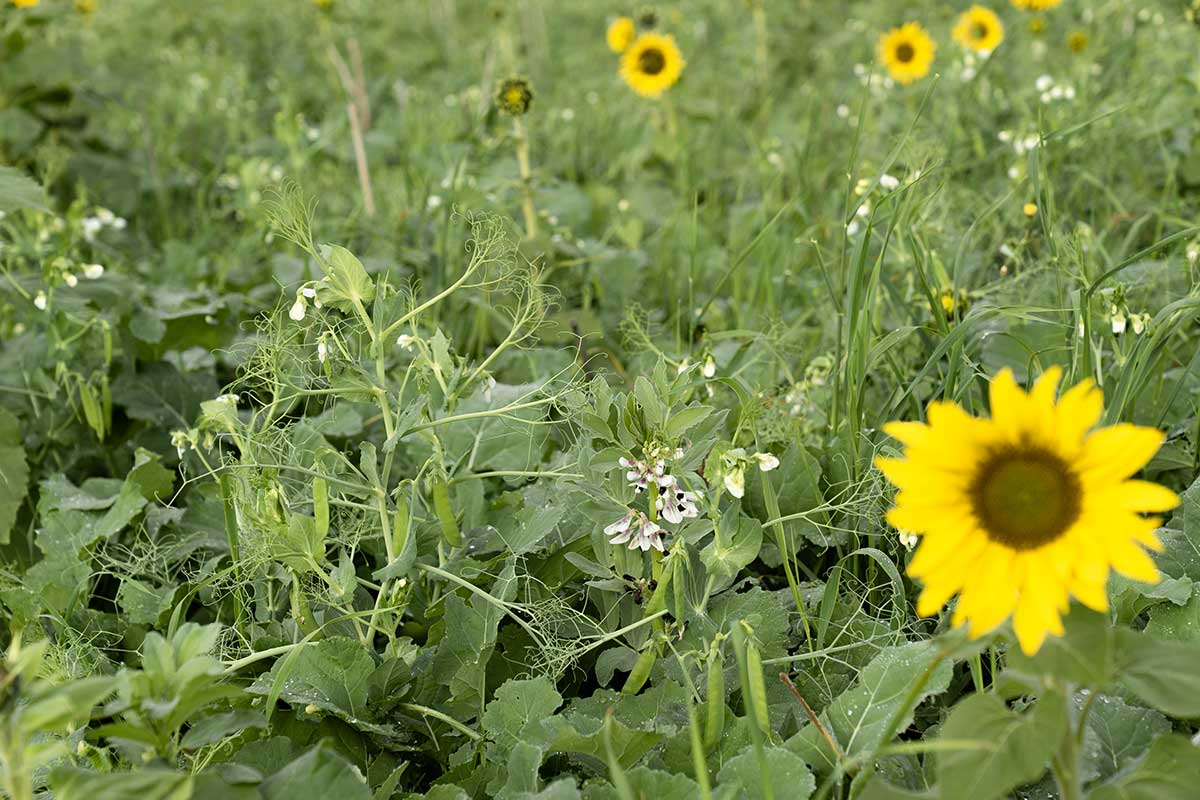 Cover crop strategies for intercropping as part of your rotation | KUHN ...