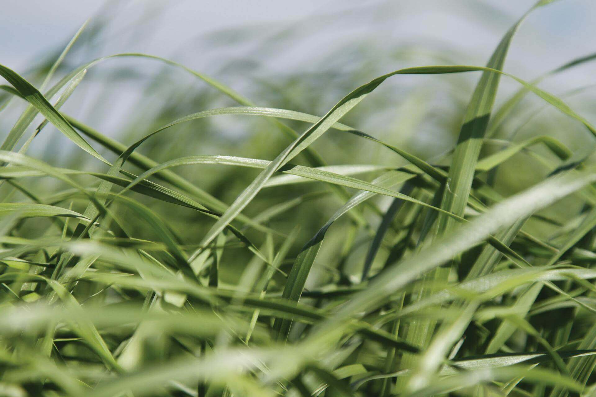 Hay & Forage | KUHN farm machinery